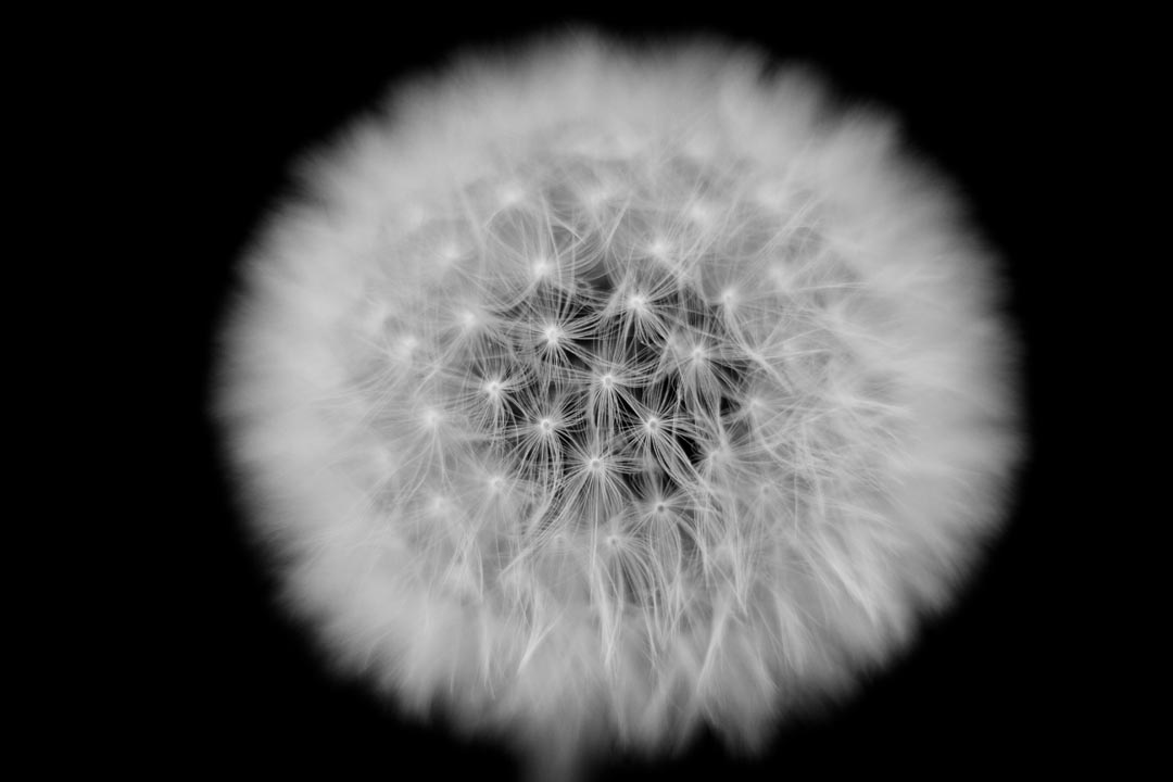 Dandelion – Helen Eagleton Photography